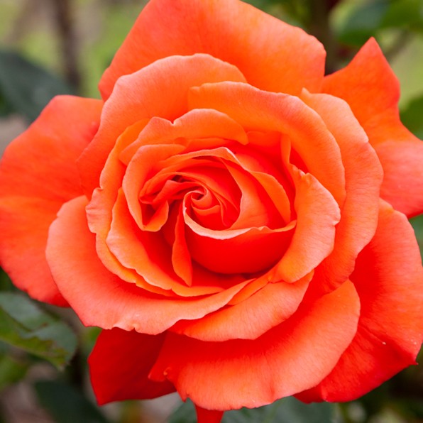 Orange Rose Bush