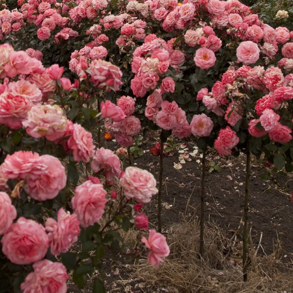 New Roses Archives - Matthews Nurseries Ltd