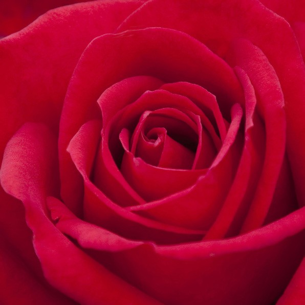 New Roses Archives - Matthews Nurseries Ltd