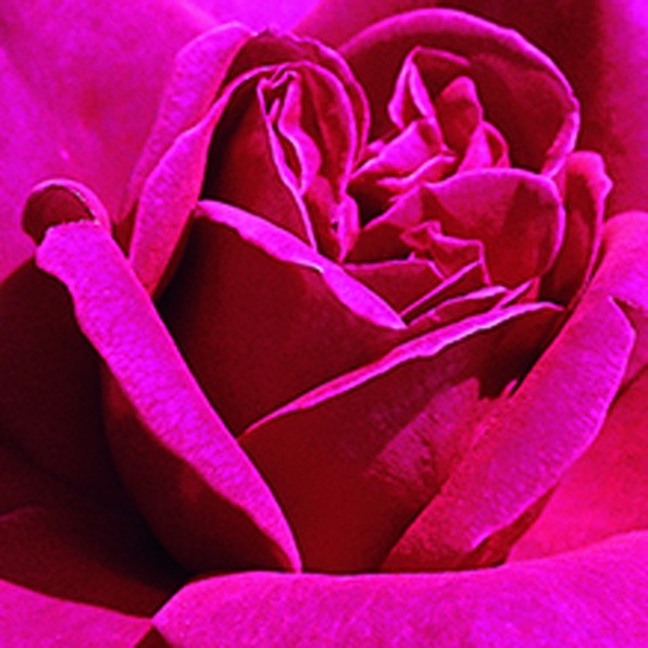 New Roses Archives - Matthews Nurseries Ltd