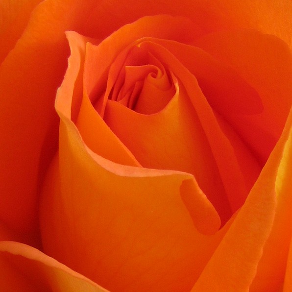 Shades of Apricot Archives - Matthews Nurseries Ltd