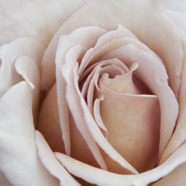 New Roses Archives - Matthews Nurseries Ltd