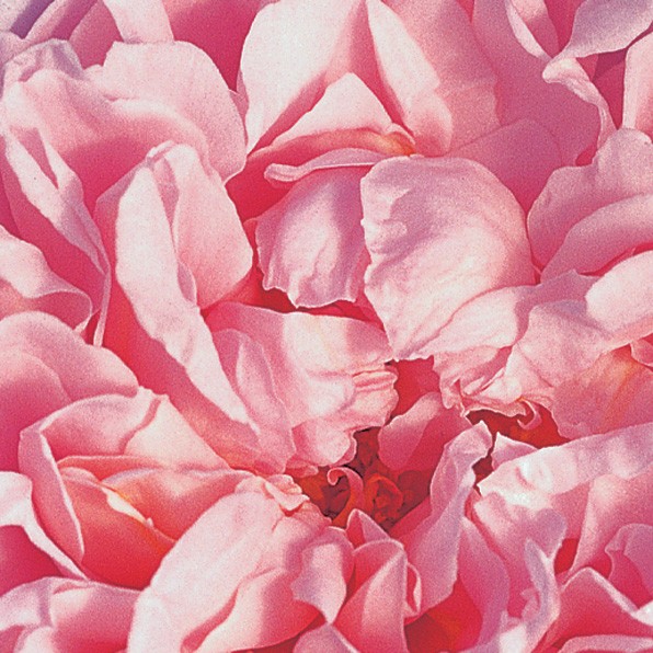 New Roses Archives - Matthews Nurseries Ltd