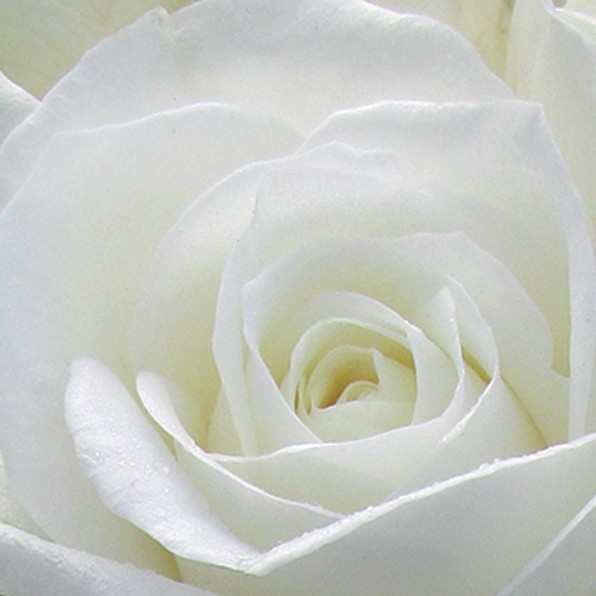 New Roses Archives - Matthews Nurseries Ltd