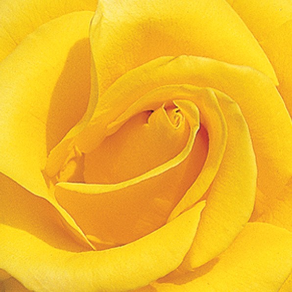 New Roses Archives - Matthews Nurseries Ltd