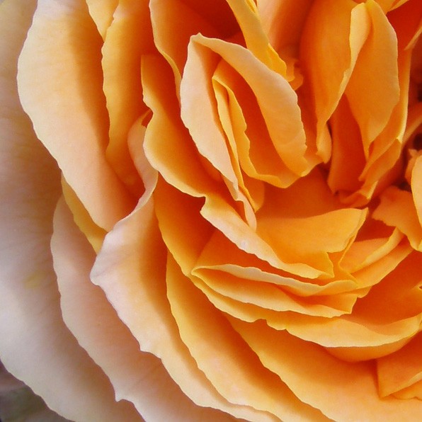 Shades of Apricot Archives - Matthews Nurseries Ltd