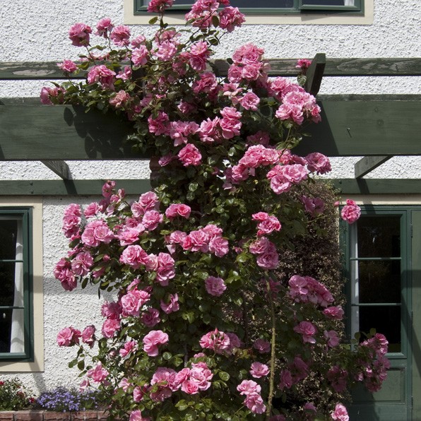 New Roses Archives - Matthews Nurseries Ltd