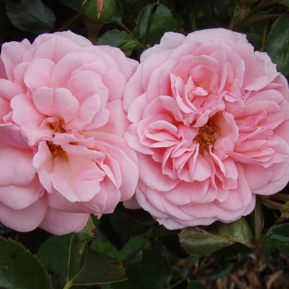 Kordes Rose Selection Archives - Matthews Nurseries Ltd