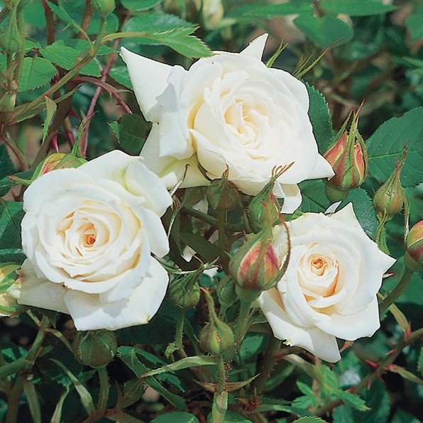 My Rose Collection Archives - Matthews Nurseries Ltd