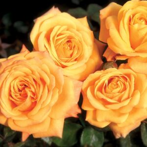 AMBER FLUSH - Matthews Nurseries Ltd