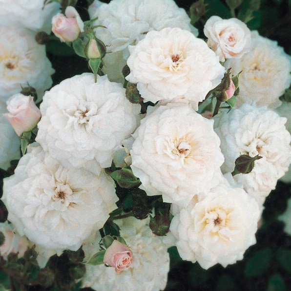 New Roses Archives - Matthews Nurseries Ltd