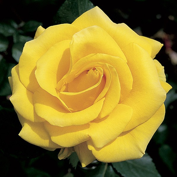 Standard Roses - Winter Delivery Only Archives - Matthews Nurseries Ltd