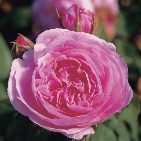 Standard Roses - Winter Delivery Only Archives - Matthews Nurseries Ltd
