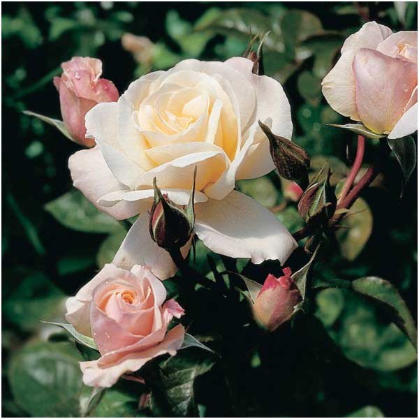 Shop - Page 4 of 11 - Matthews Nurseries Ltd