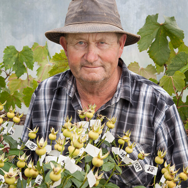 Pre-Order - Matthews Nurseries Ltd