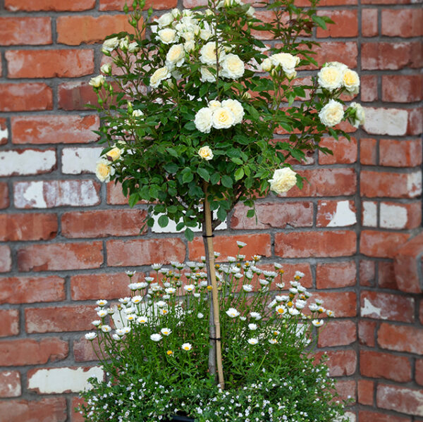 Shop - Matthews Nurseries Ltd