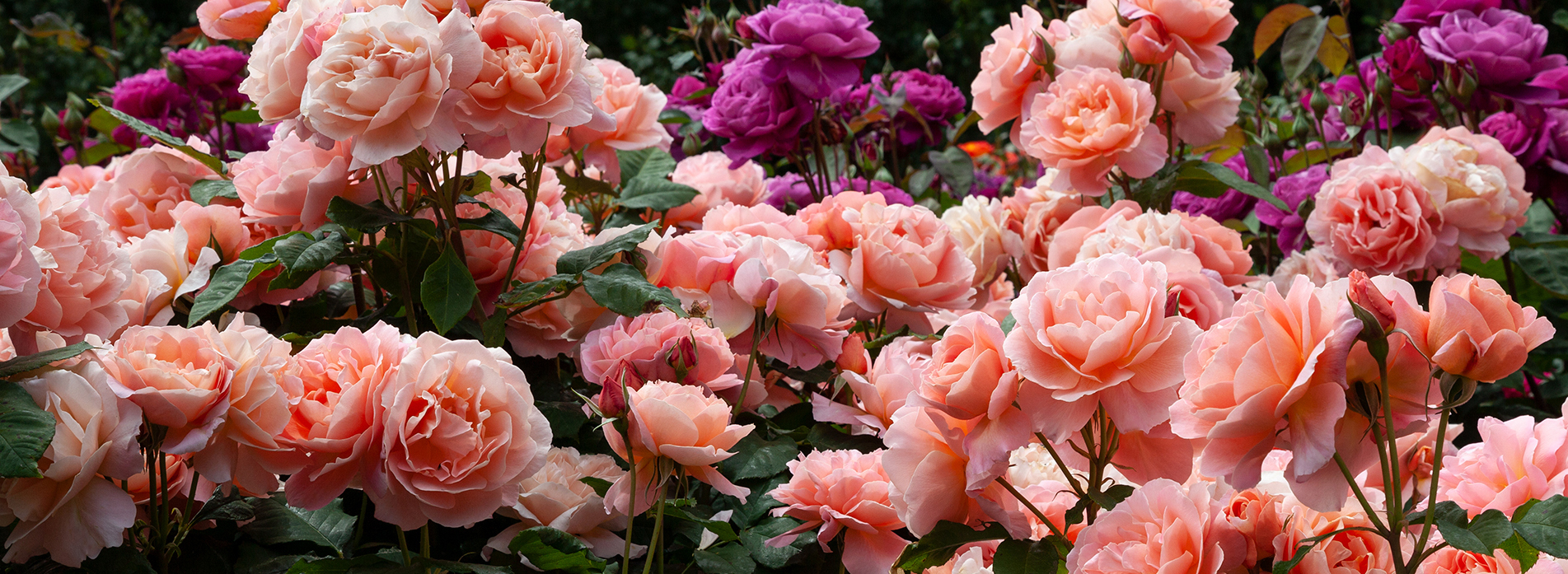 Shop - Matthews Nurseries Ltd