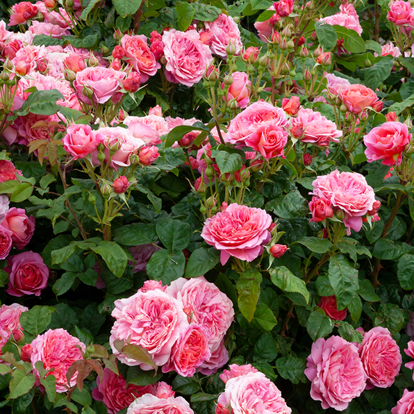 Shop - Matthews Nurseries Ltd