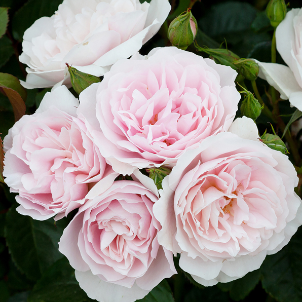 Shop - Matthews Nurseries Ltd