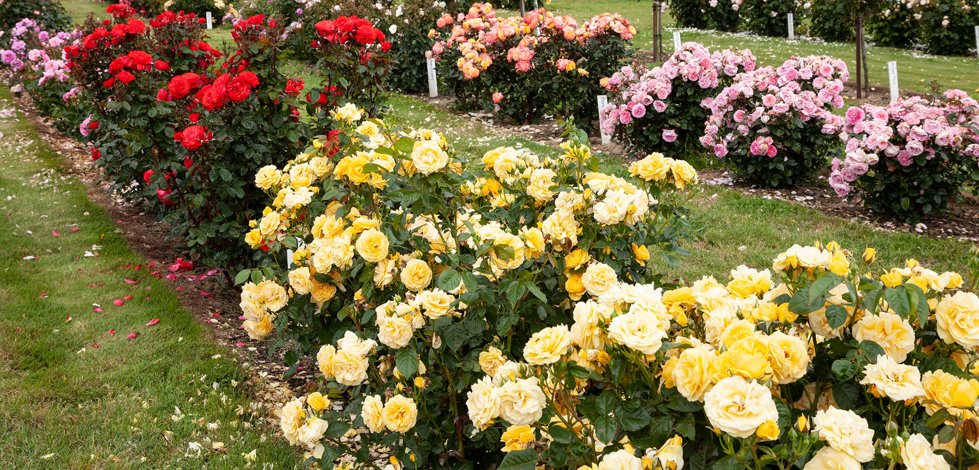 Advice - Matthews Nurseries Ltd