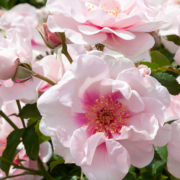 Matthews Roses - Matthews Nurseries Ltd