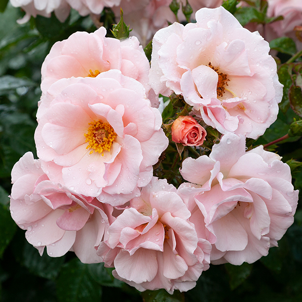 New Roses Archives - Matthews Nurseries Ltd