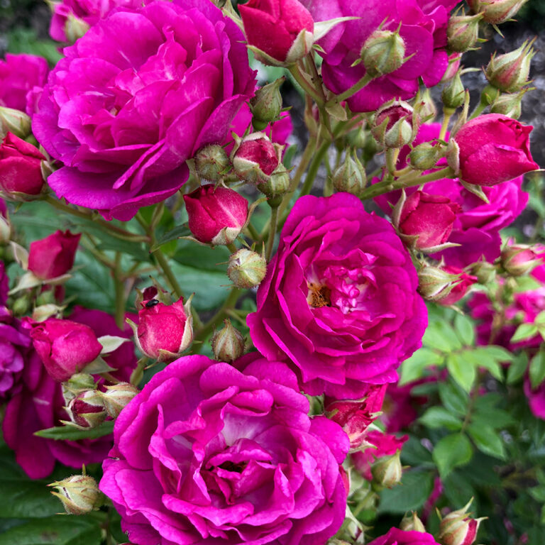 PURPLE SILUETTA - Kordes Rose Selection - Matthews Nurseries Ltd